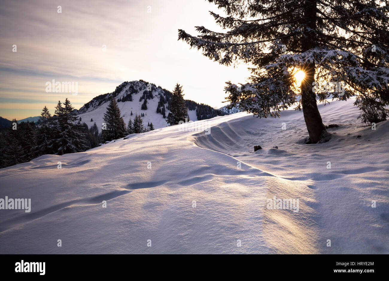 sunlight through spruce tree in winter Alps Stock Photo - Alamy