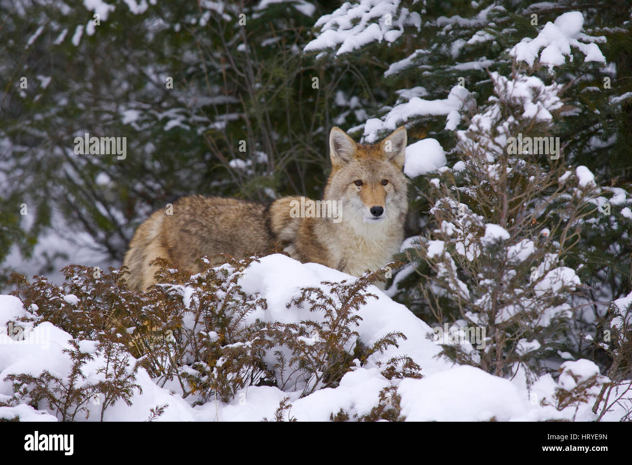 Coyote with trees and snow background Stock Photo - Alamy
