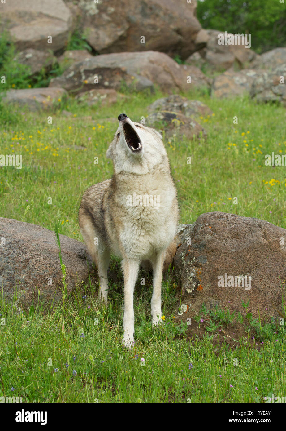 Coyote howling on a spring day with rocks and green grass Stock Photo ...
