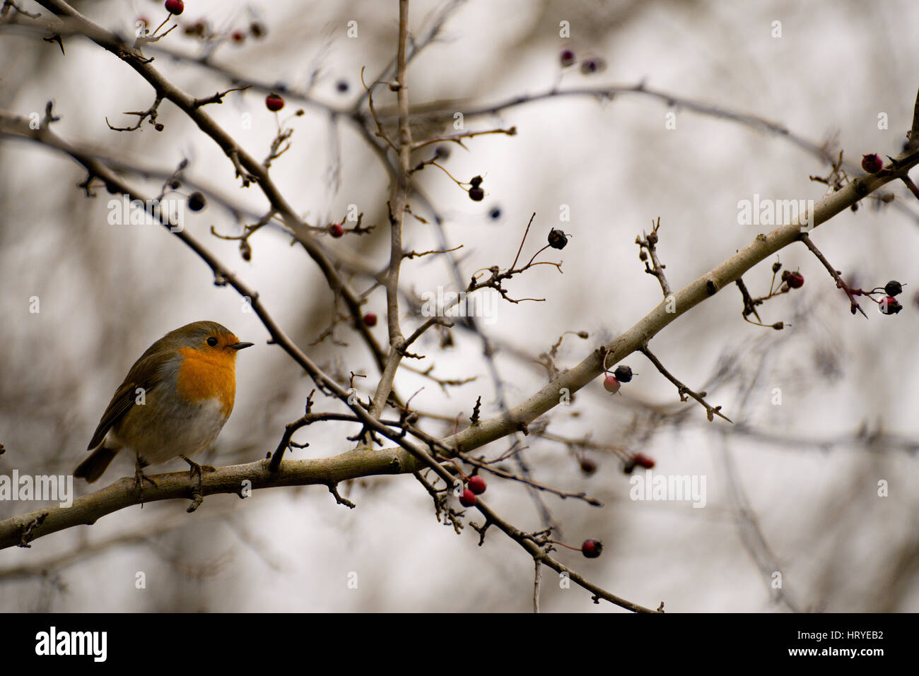 Robin And Berries Stock Photo - Alamy