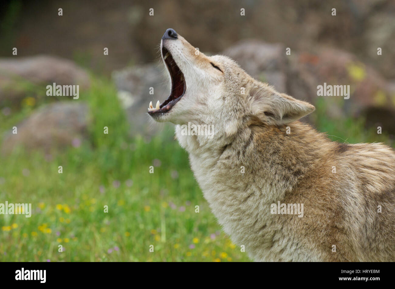 Howling coyote hi-res stock photography and images - Alamy