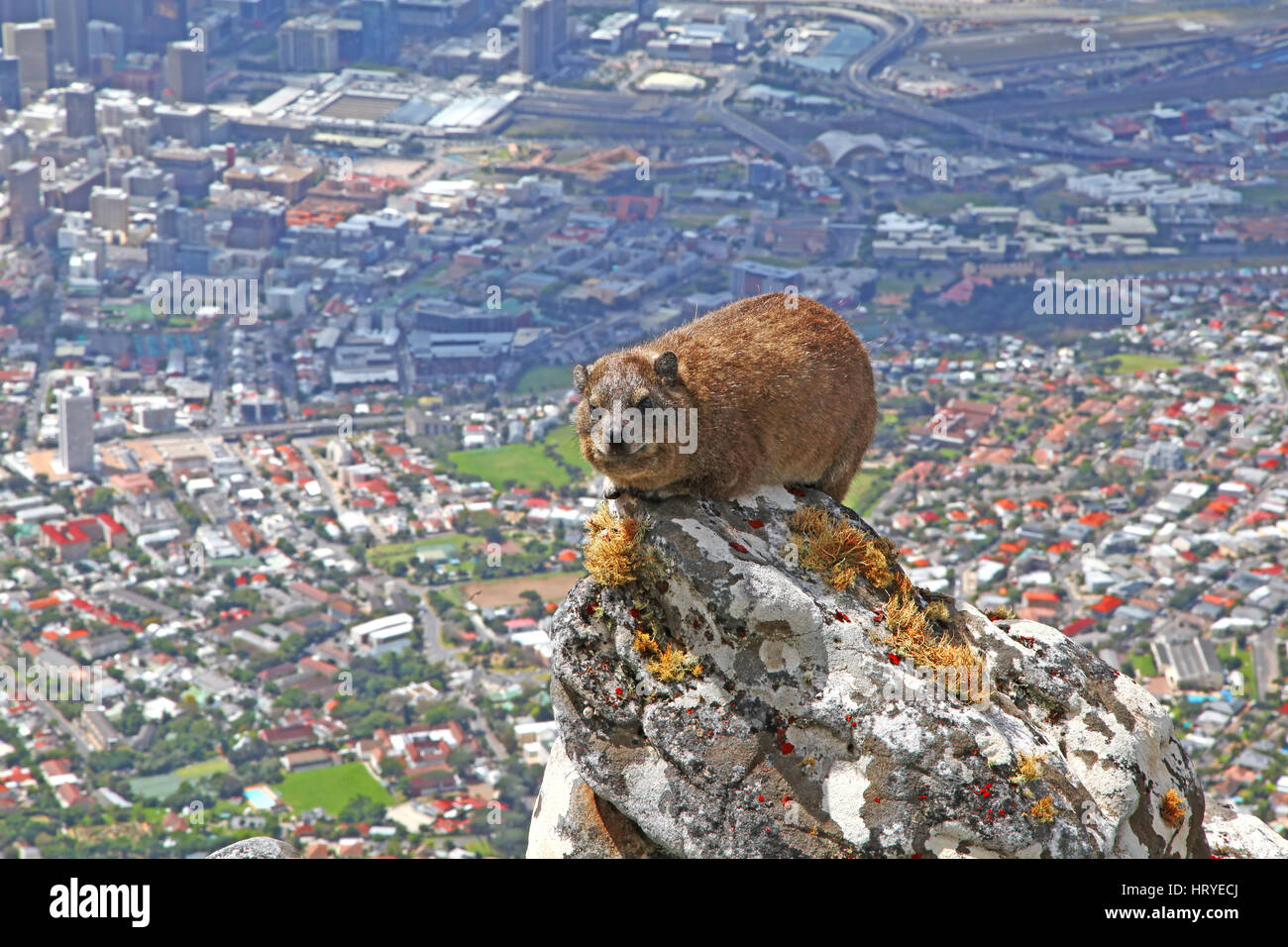 Dassie, at the edge of Table Mountain, overlooking Caoe Town, South ...