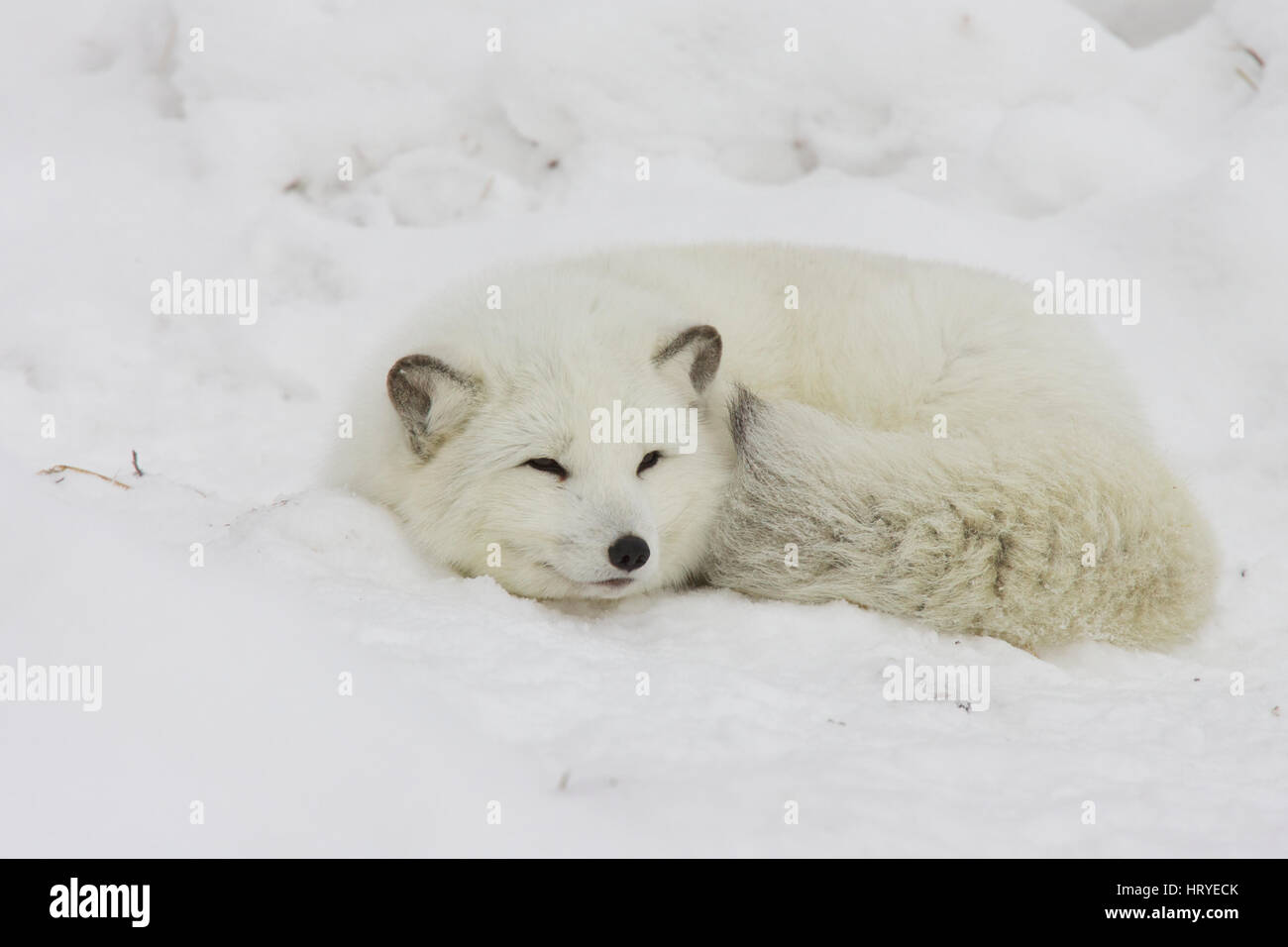 Arctic fox sleeping hi-res stock photography and images - Alamy