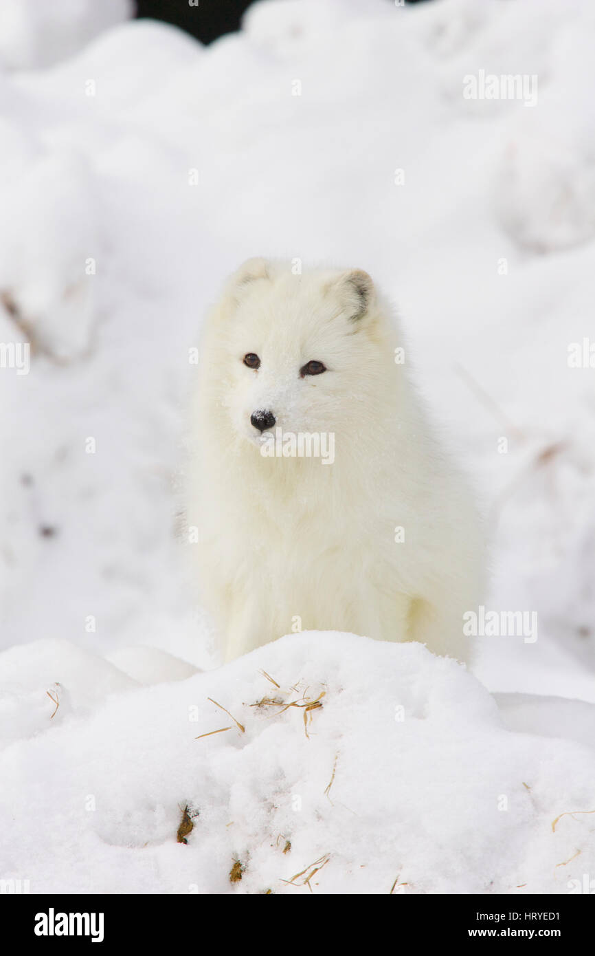 Arctic Fox in deep white snow viewed from the front Stock Photo - Alamy