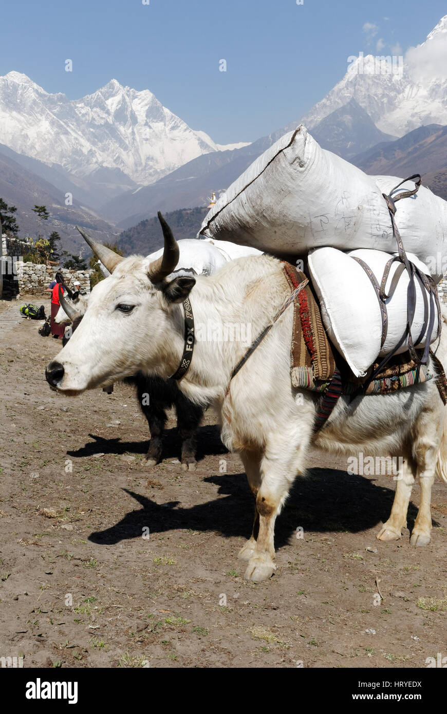 Loaded yak hi-res stock photography and images - Alamy