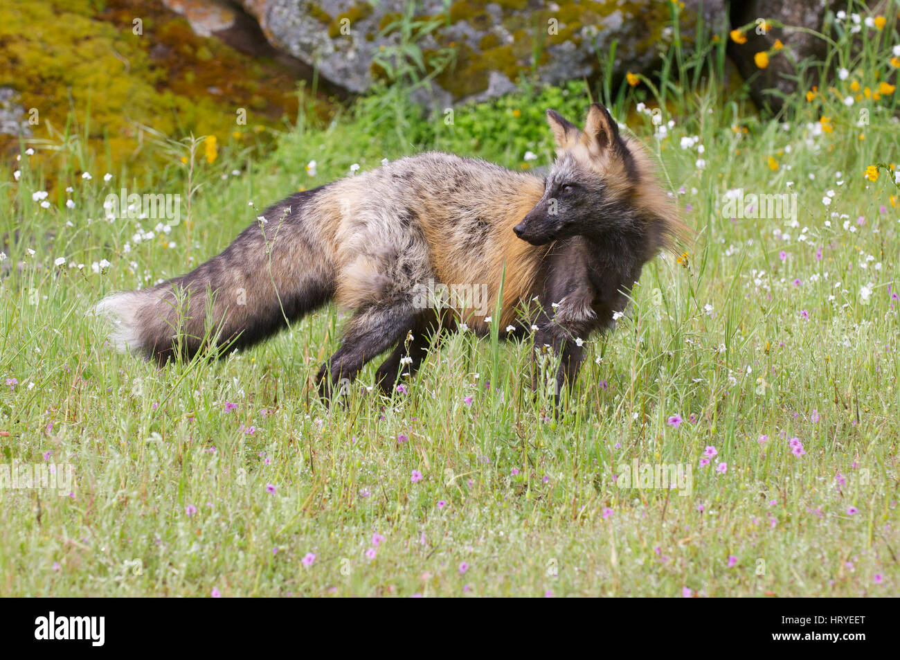 Cross Fox in green grass with flowers looking back Stock Photo - Alamy