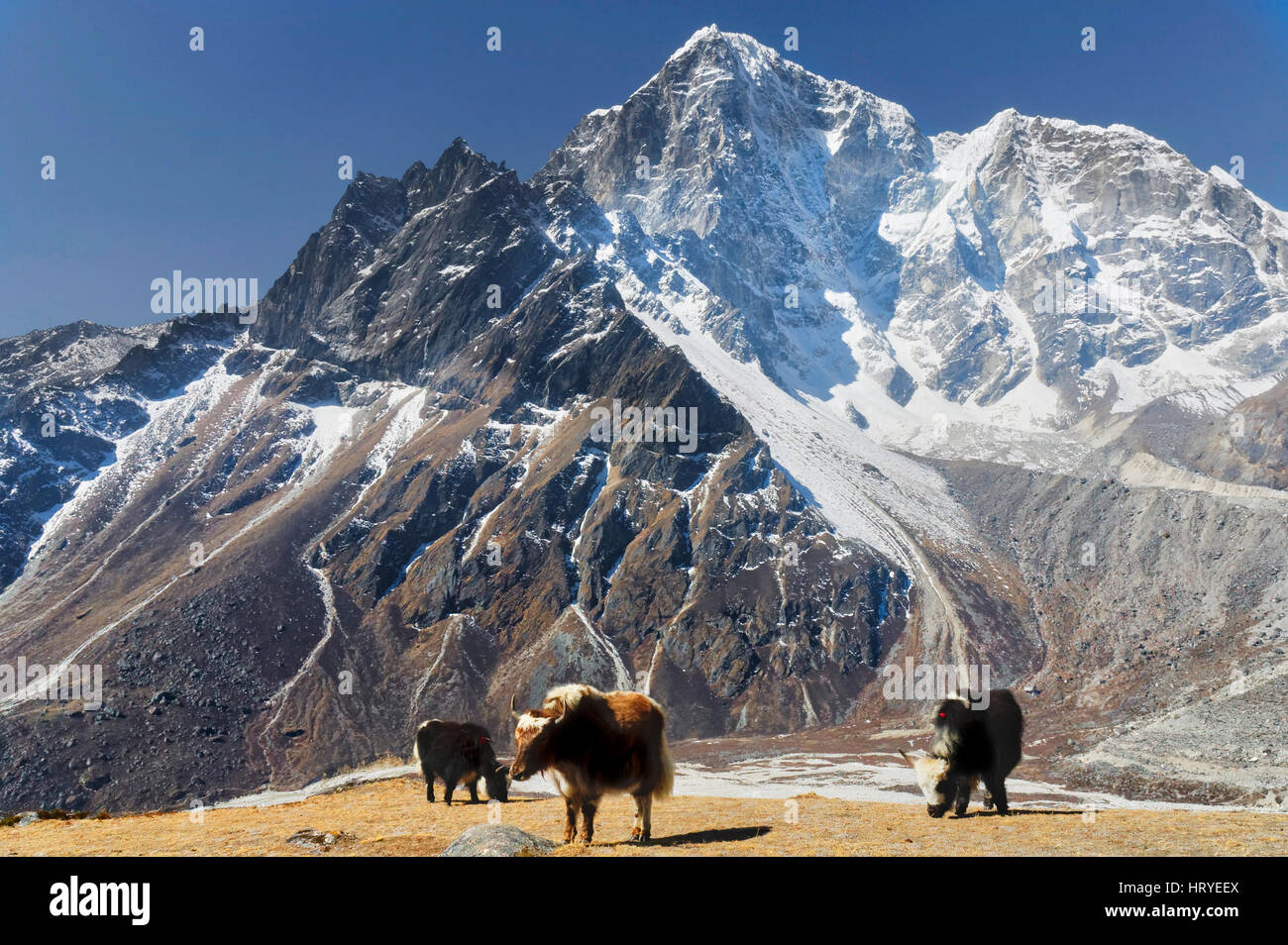 Three yaks grazing below the superb himalayan peak of Cholatse Stock ...