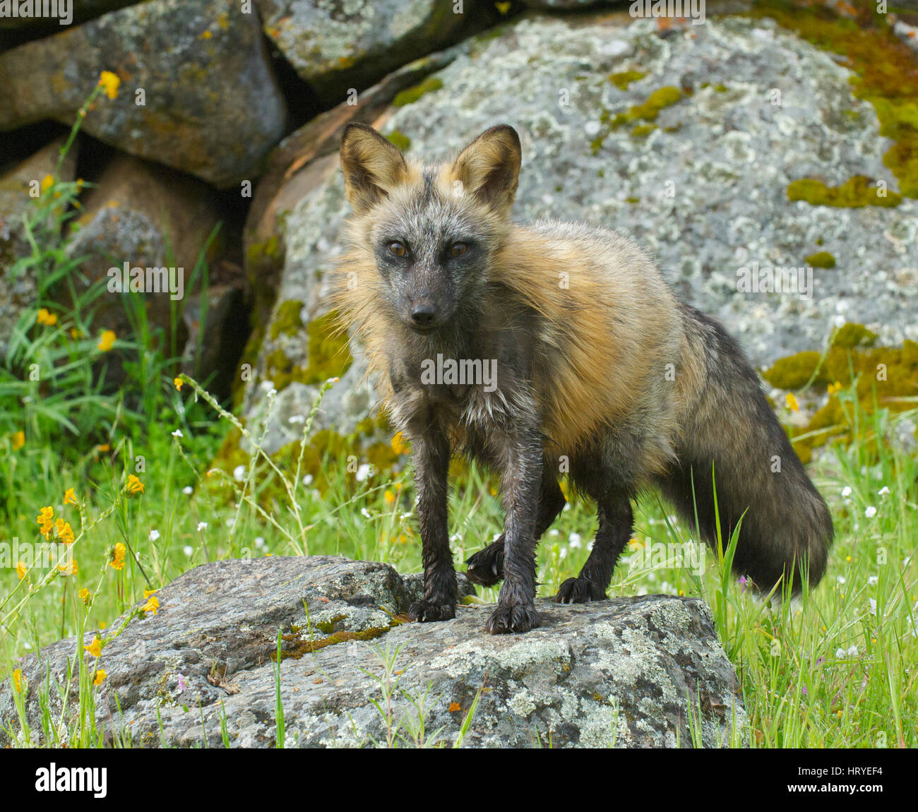 Cross fox in green hi-res stock photography and images - Alamy