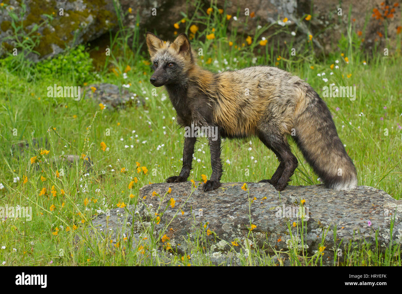 Cross fox in green hi-res stock photography and images - Alamy