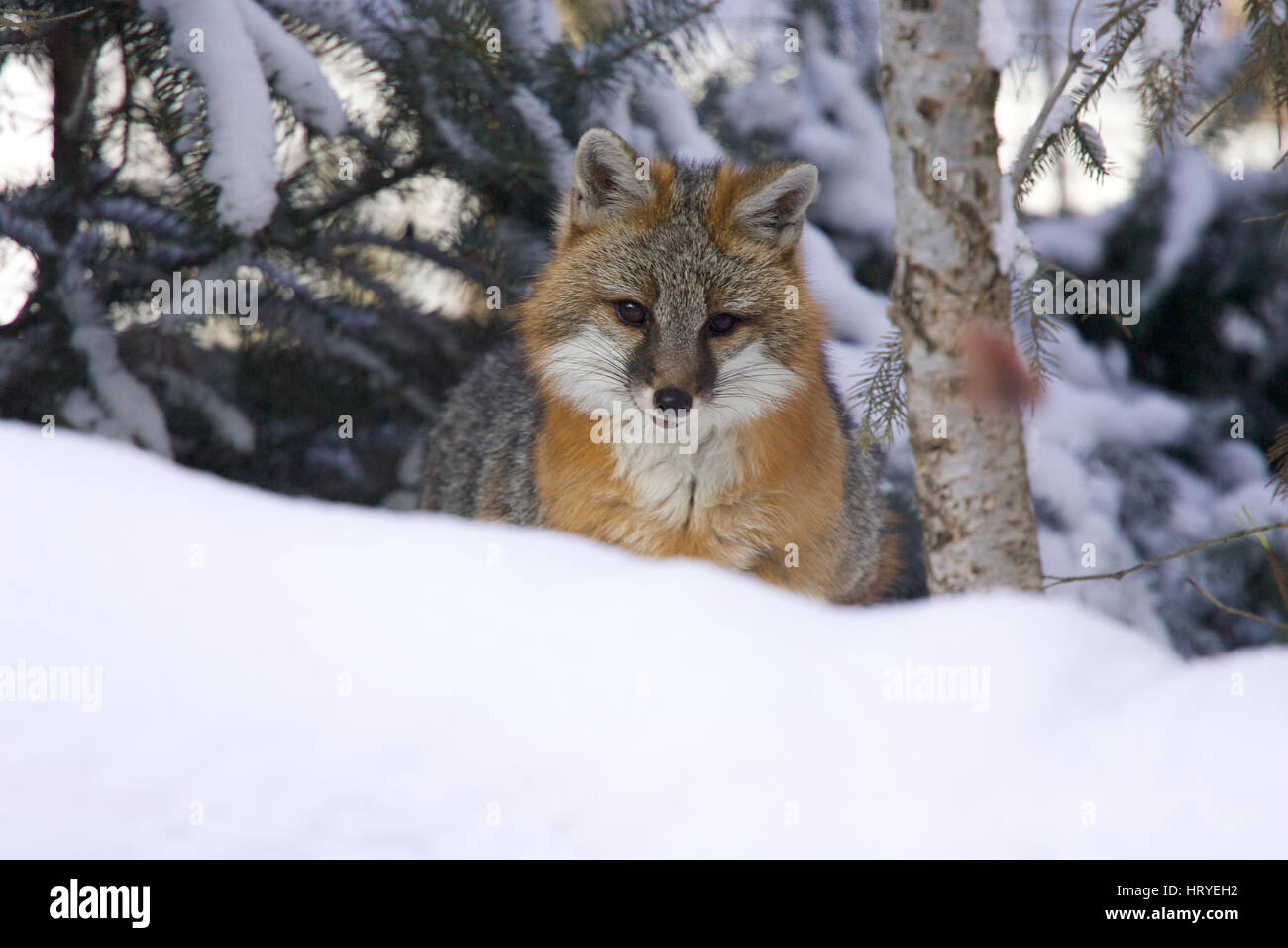Gray Fox in heavy snow with trees in background Stock Photo - Alamy