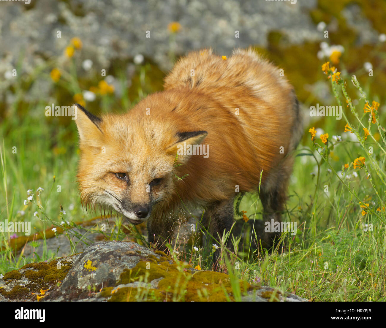 Red fox in the grass hi-res stock photography and images - Alamy
