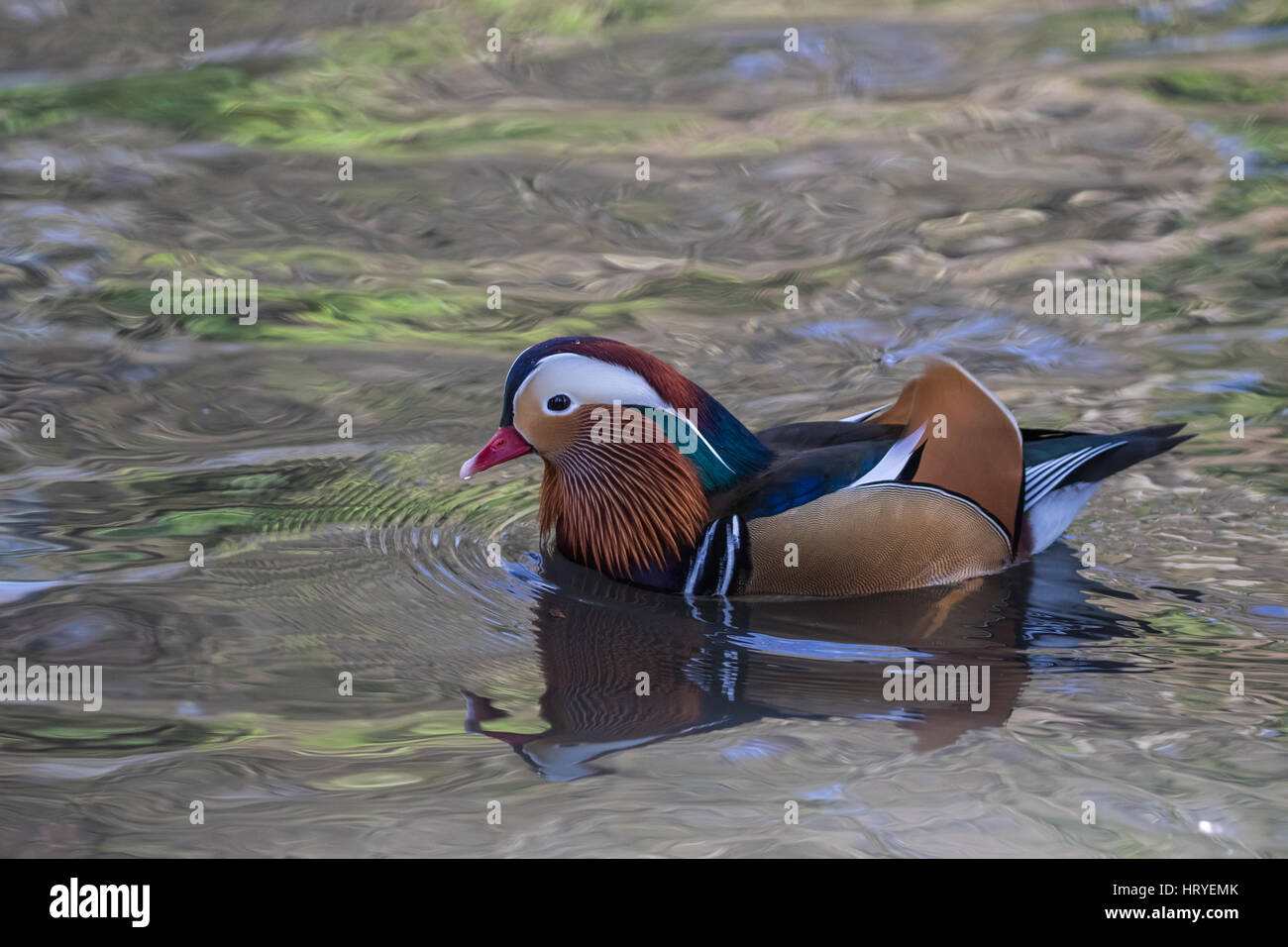 Preening male mandarin duck hi-res stock photography and images - Alamy