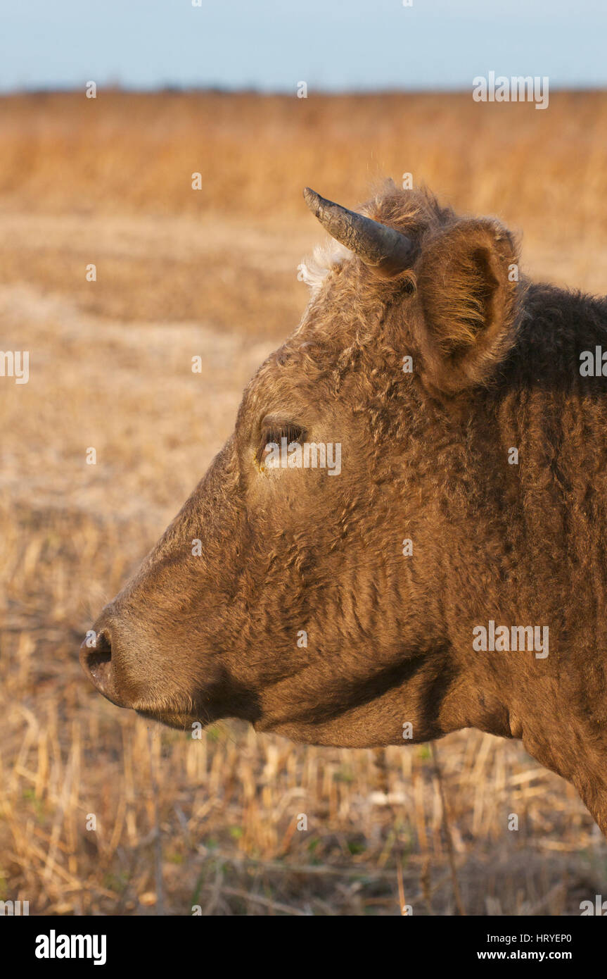 Domestic Cow portrait showing profile of face and farm land in ...