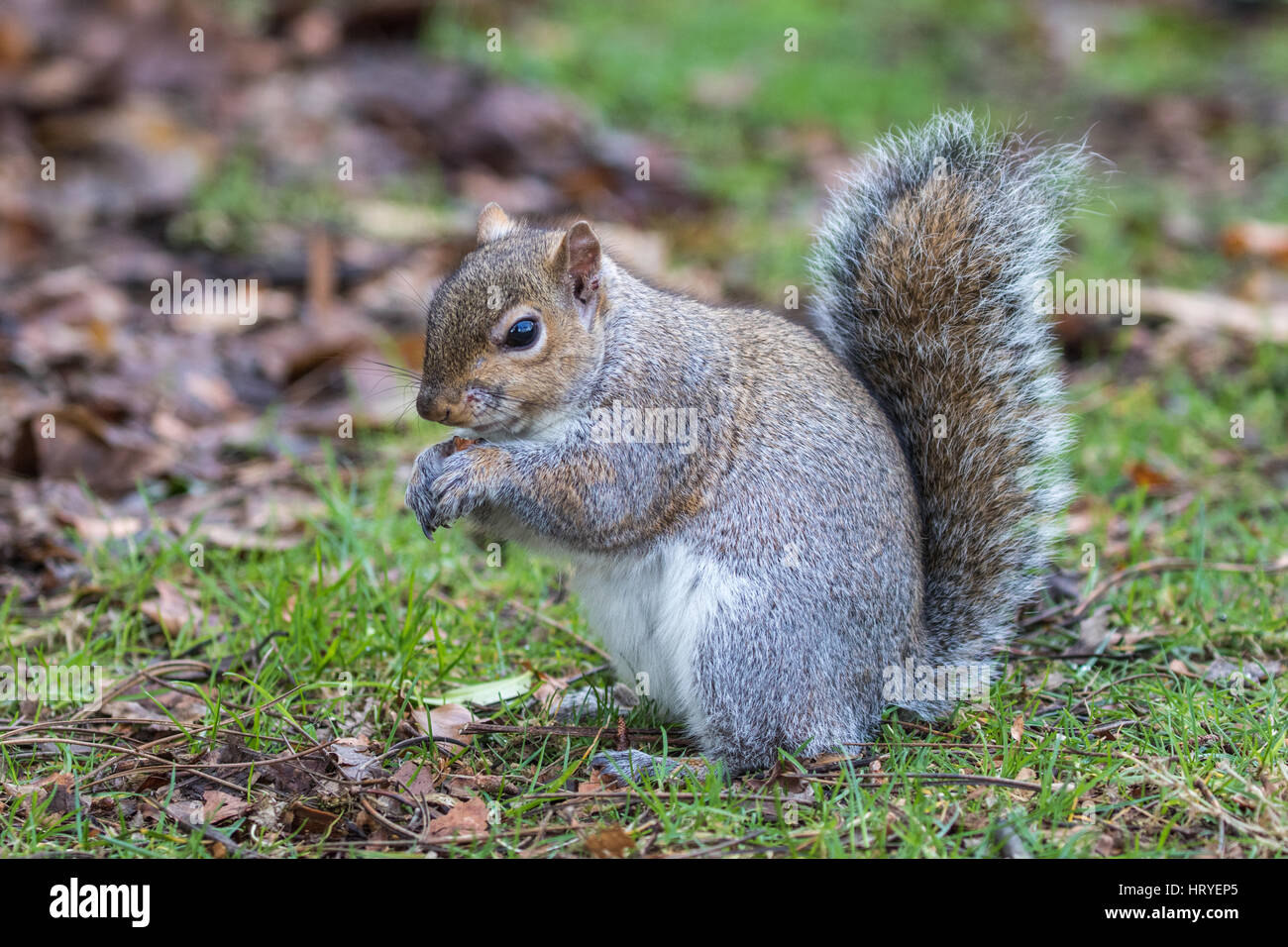 Omnivorous ground feeding animal hi-res stock photography and images ...