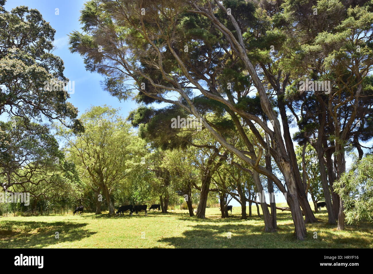 Shade under trees hi-res stock photography and images - Alamy