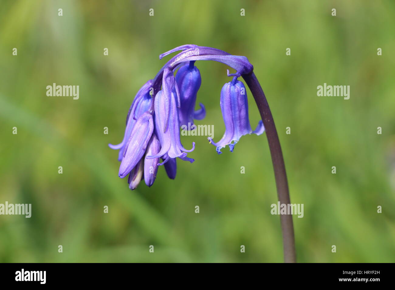 Bluebell outside hi-res stock photography and images - Alamy