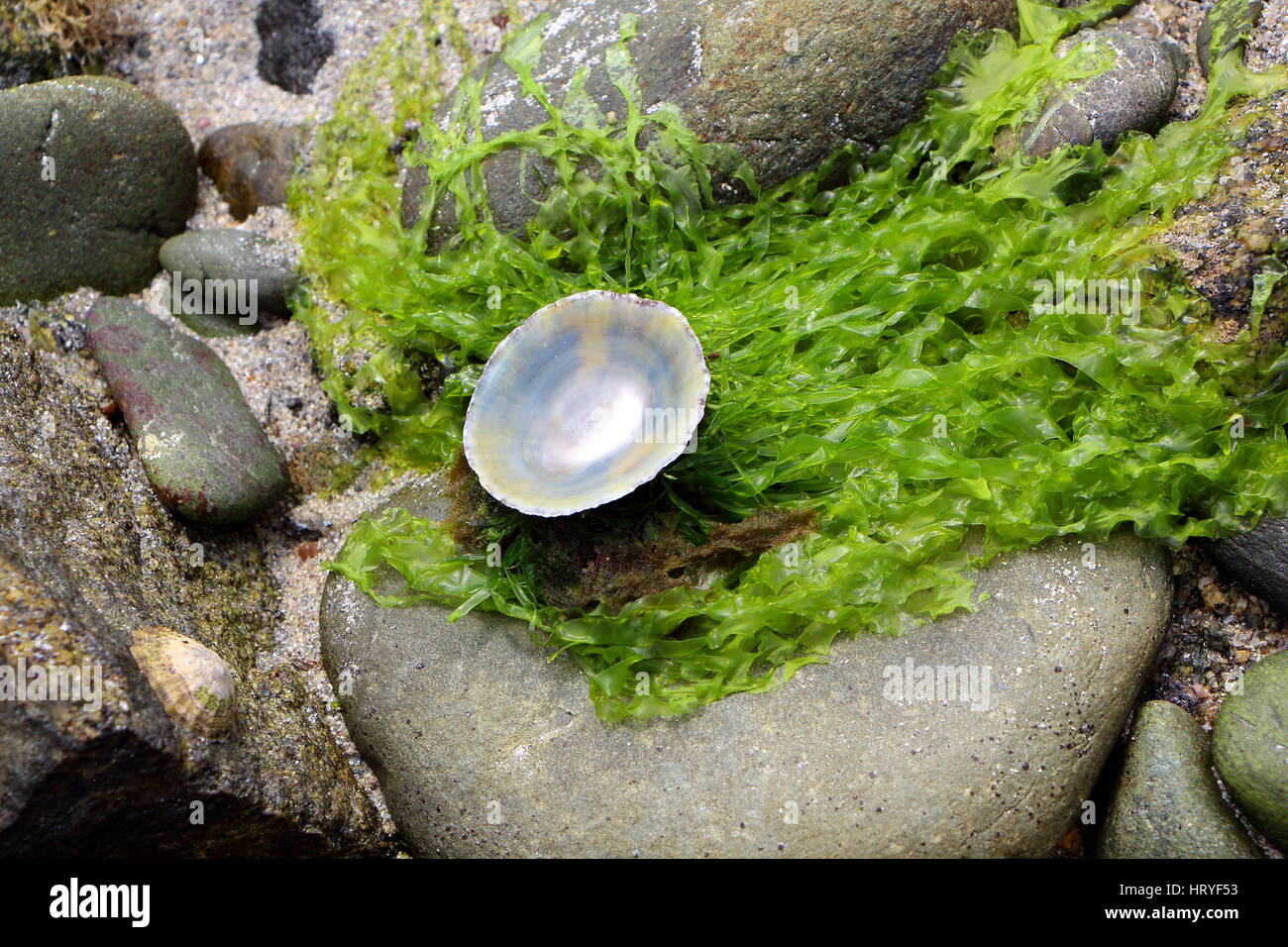 Empty shell of limpet Stock Photo - Alamy
