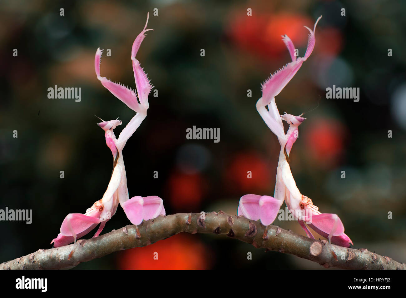 Orchid mantis hi-res stock photography and images - Alamy