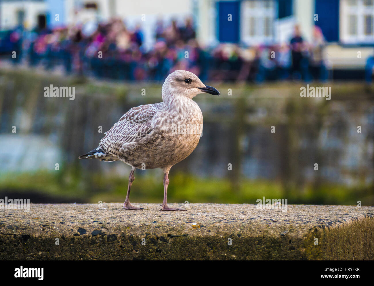 Young seagull on harbour wall at seaside Stock Photo - Alamy