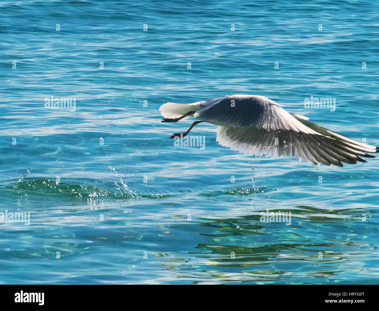 The seagull flies fast over the surface of the ocean Stock Photo - Alamy