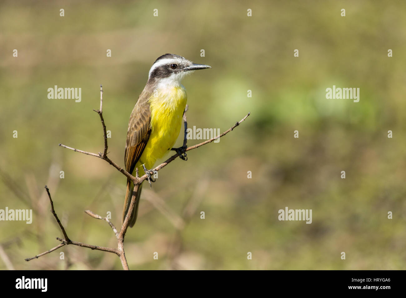 Lesser Kiskadee perched in a low shrub in the Pantanal region of Brazil ...