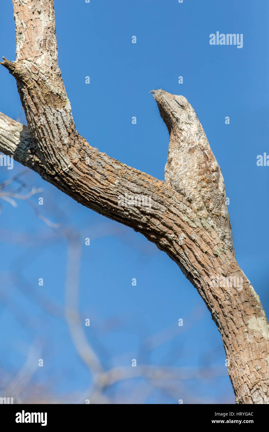 Great potoo hi-res stock photography and images - Alamy