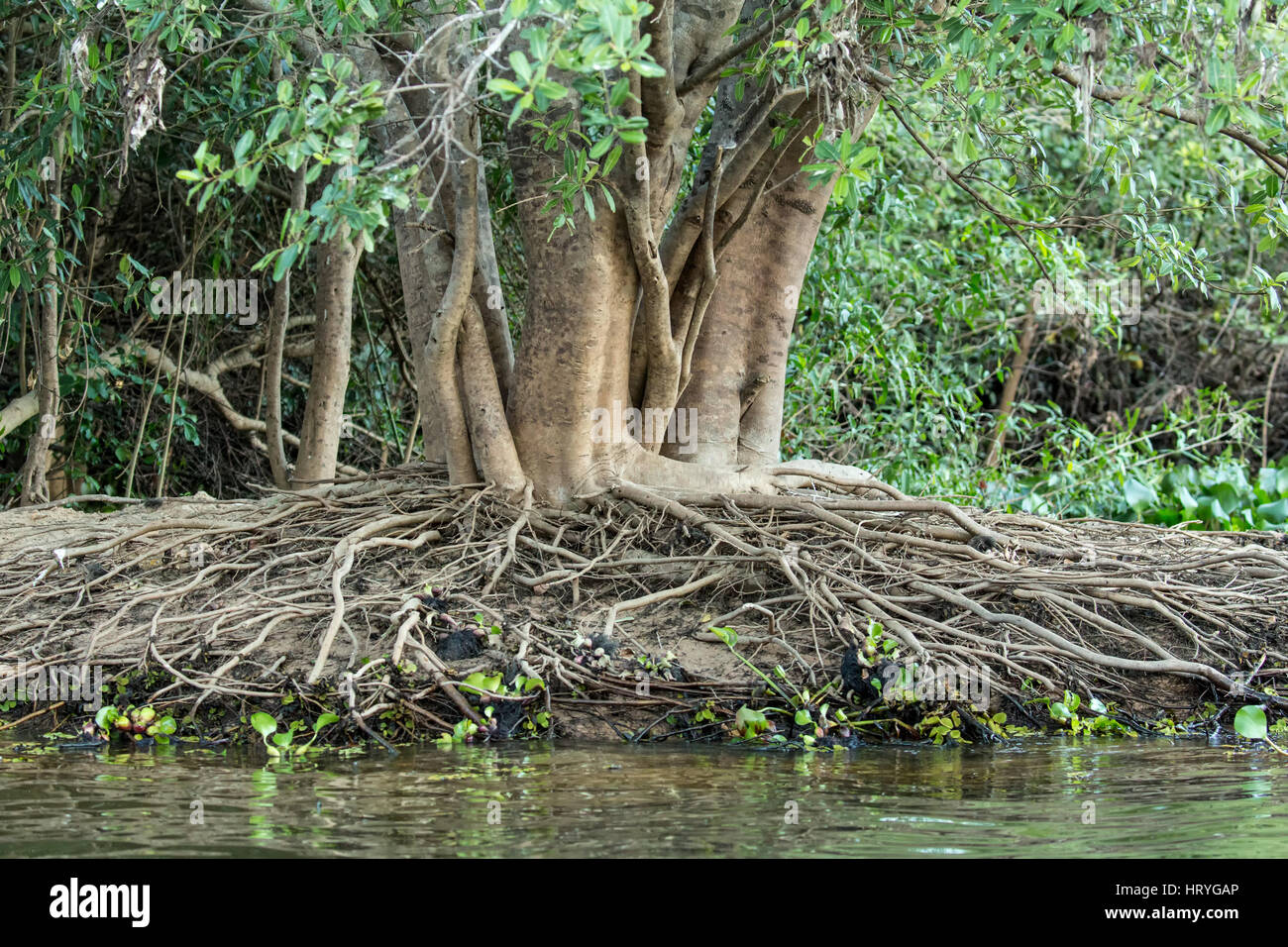 Trees of the pantanal hi-res stock photography and images - Alamy