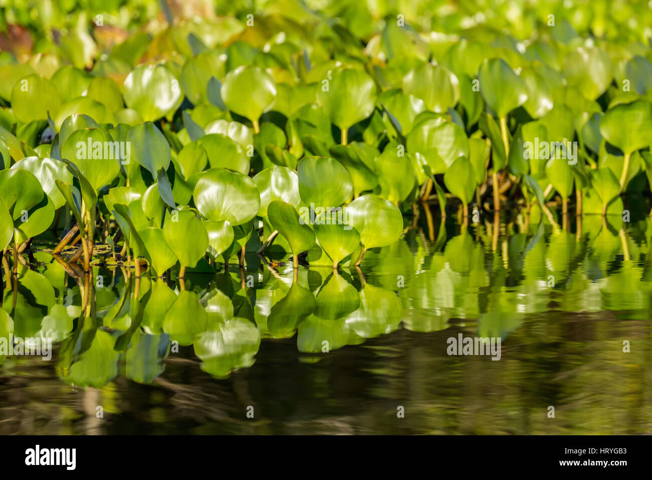Floating plants invasive common hi-res stock photography and images - Alamy