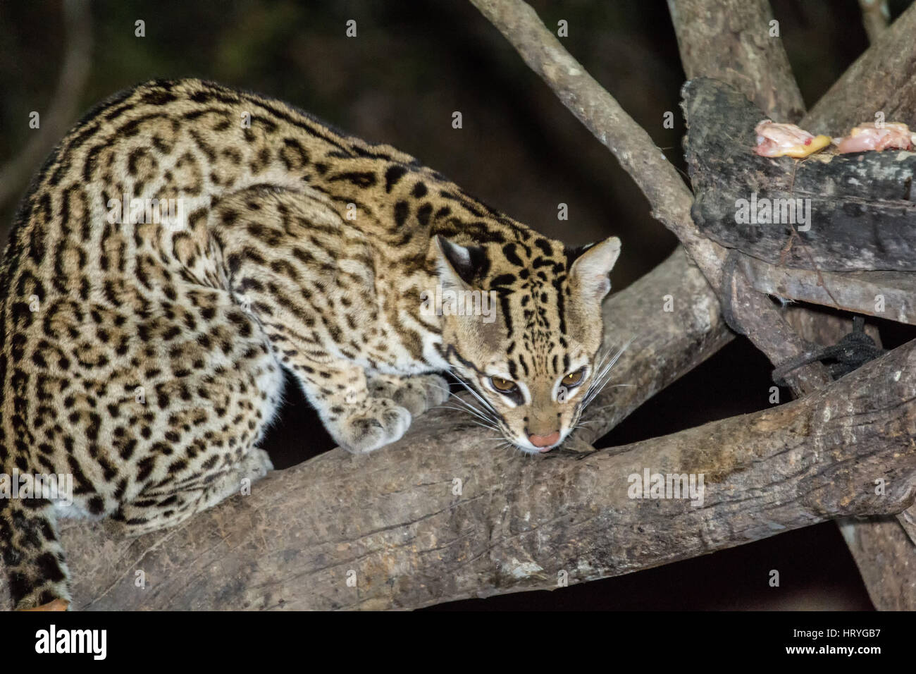 Ocelot at night time with a spotlight on it, as it comes looking for ...
