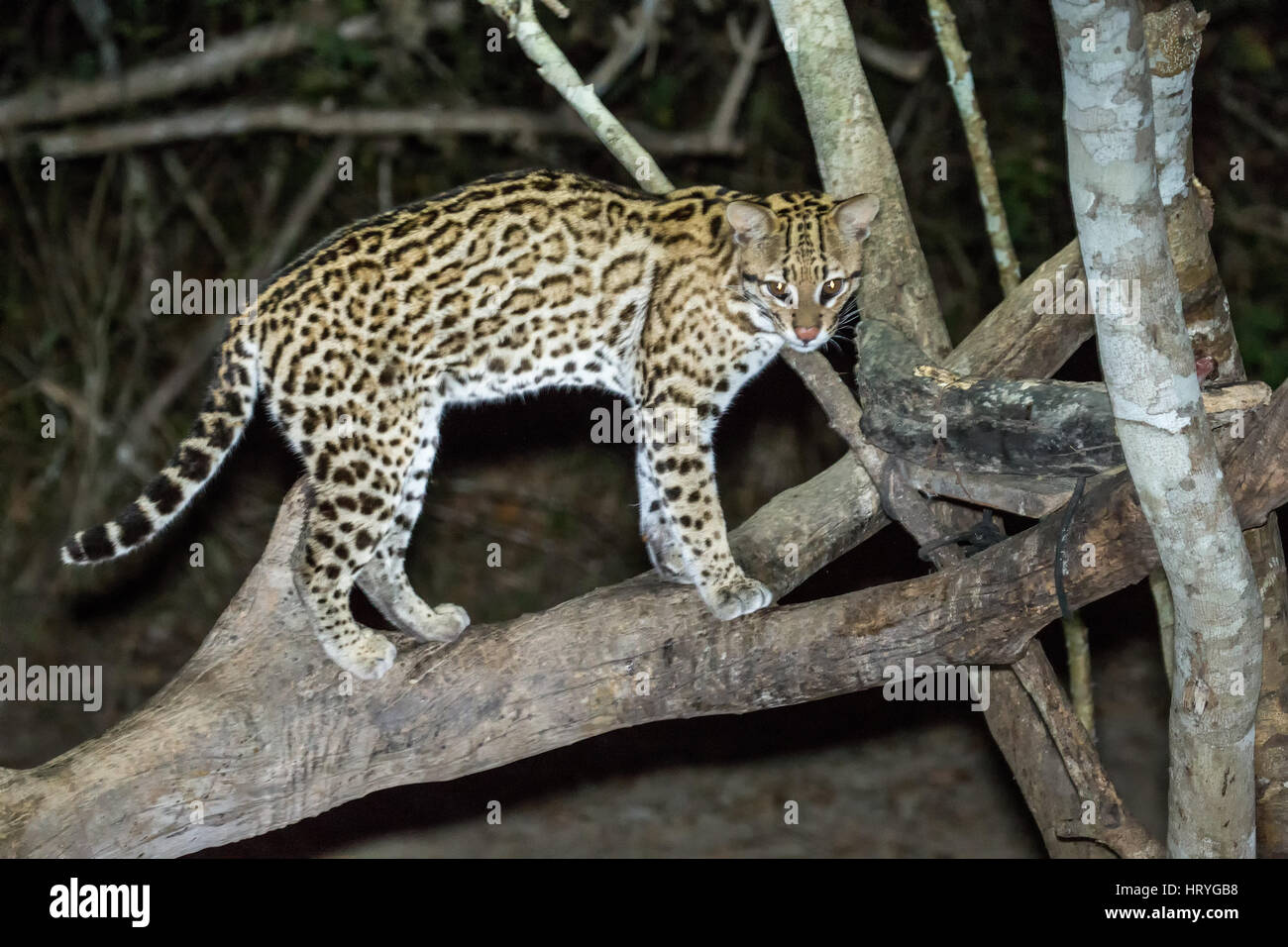 Ocelot felis pardalis pantanal hi-res stock photography and images - Alamy