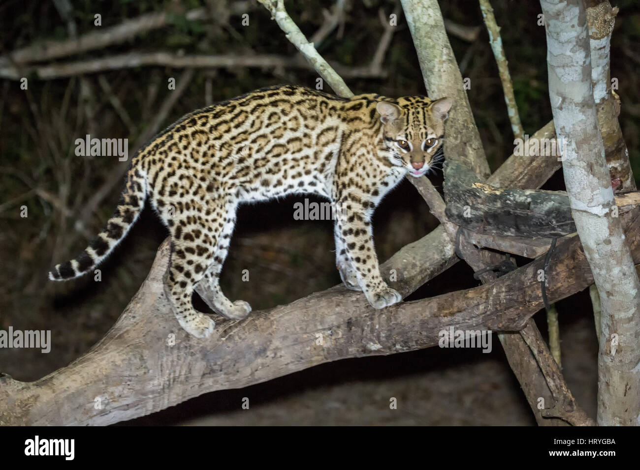 Ocelot at night time with a spotlight on it, as it came looking for ...