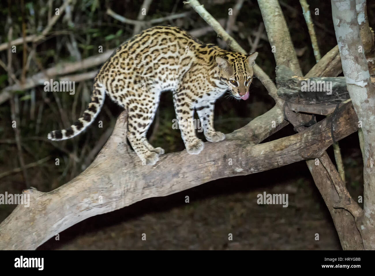 Ocelot hi-res stock photography and images - Alamy