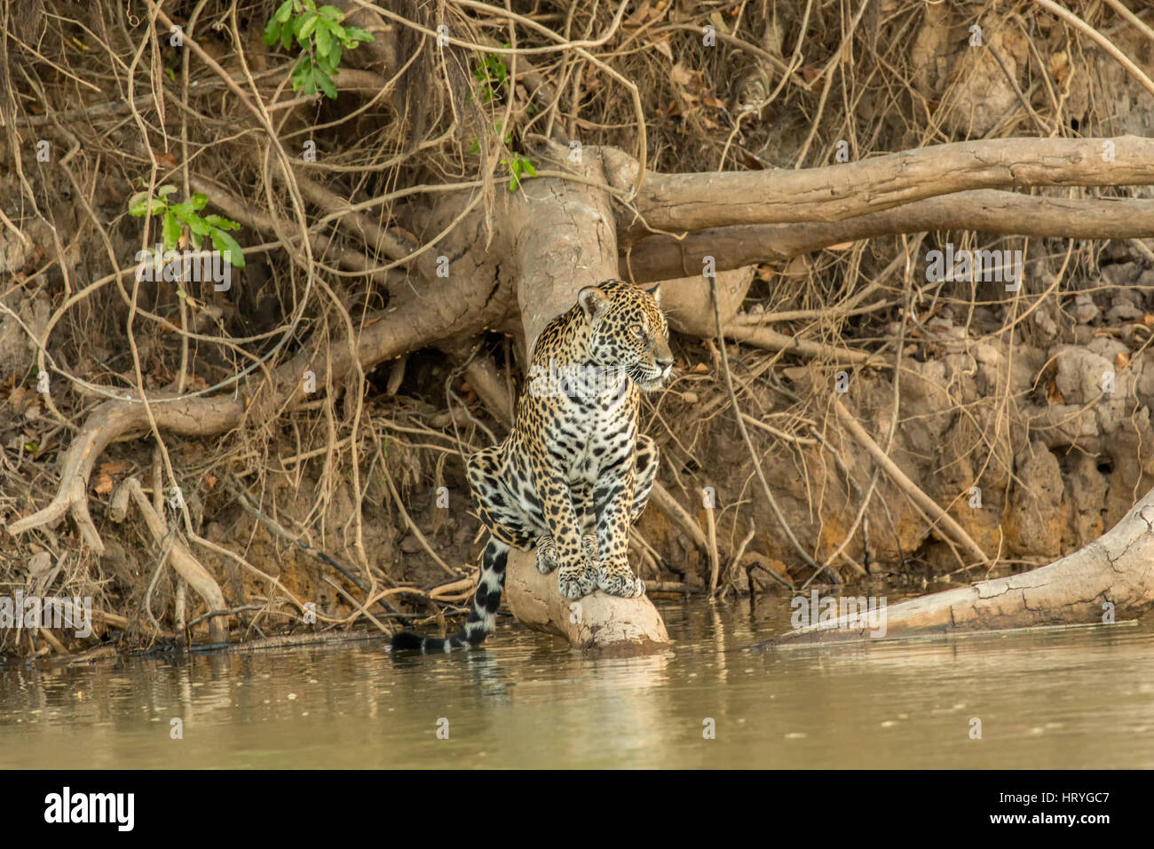 Jaguar in a tree hi-res stock photography and images - Alamy