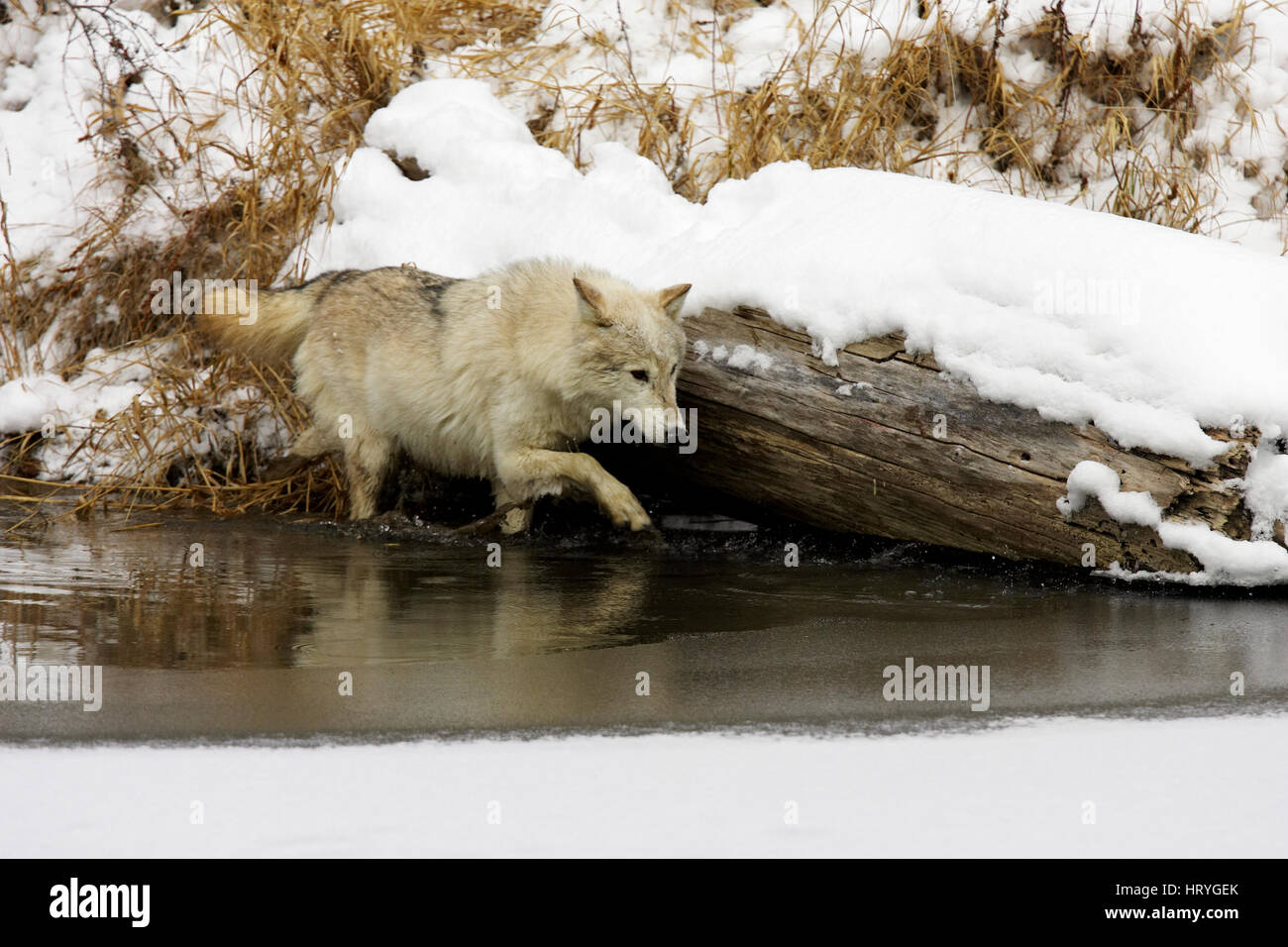 Gray or Arctic Wolf by water with deep snow Stock Photo - Alamy