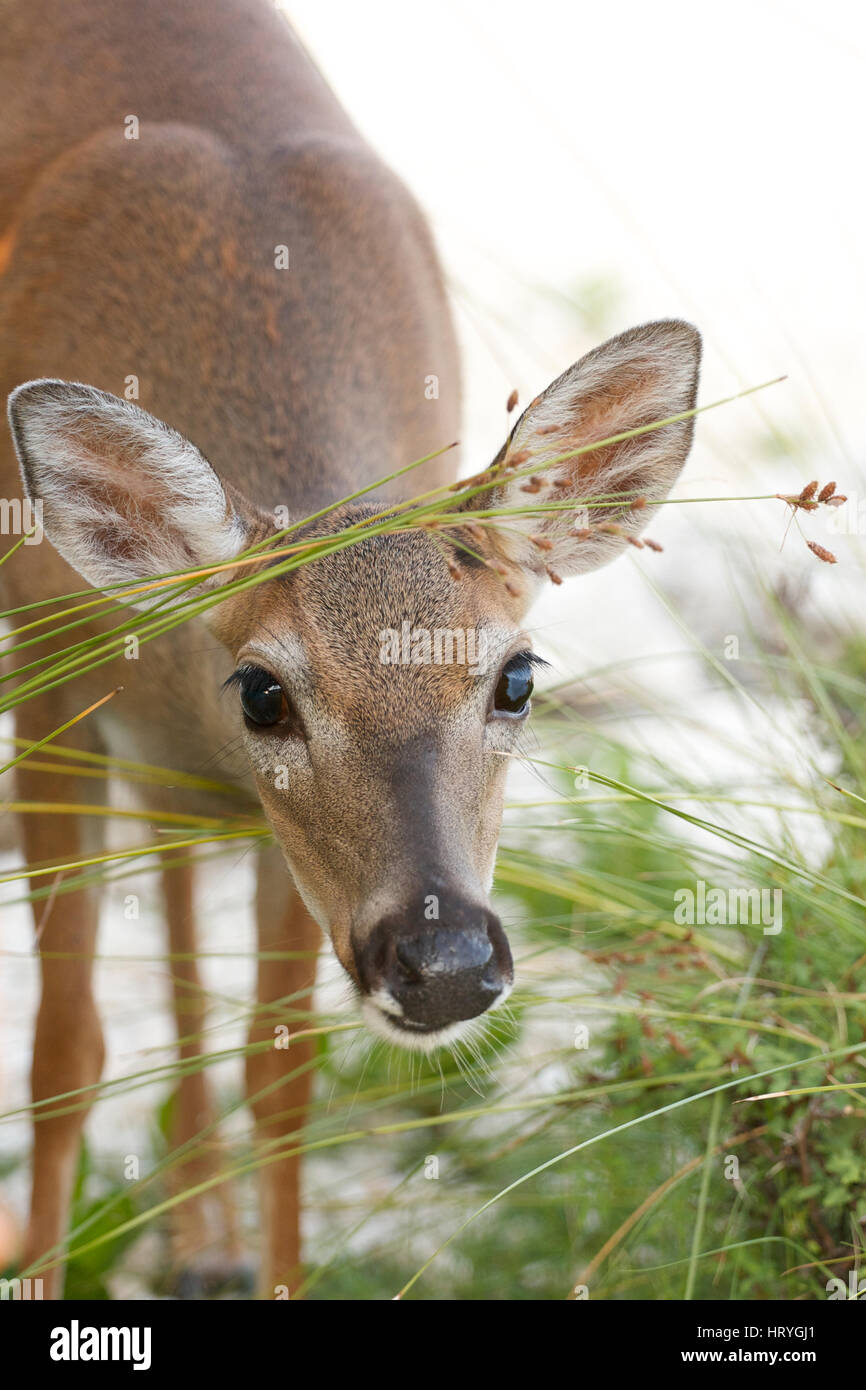 Key Deer Portrait Stock Photo - Alamy