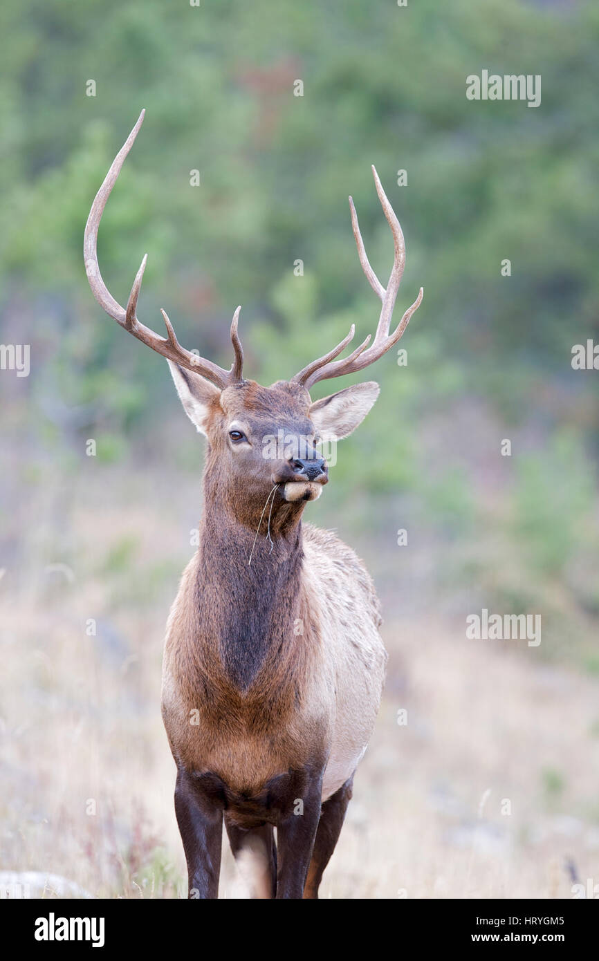 Canadian Elk with bushes and trees in blackground Stock Photo - Alamy