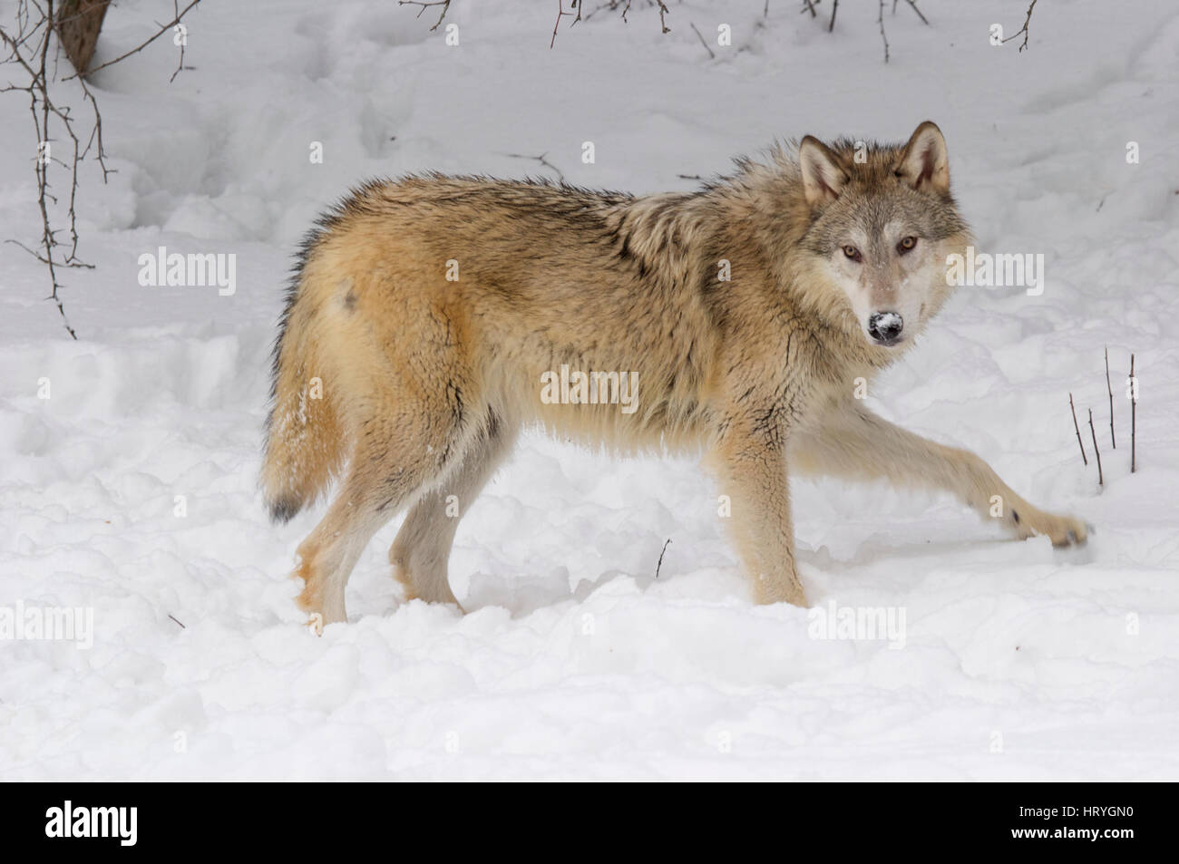 Gray or Arctic Wolf in deep snow Stock Photo - Alamy