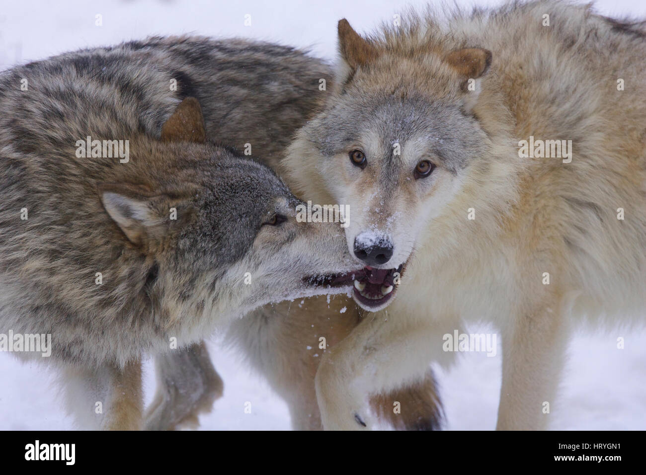 Wolves playing in snow hi-res stock photography and images - Alamy