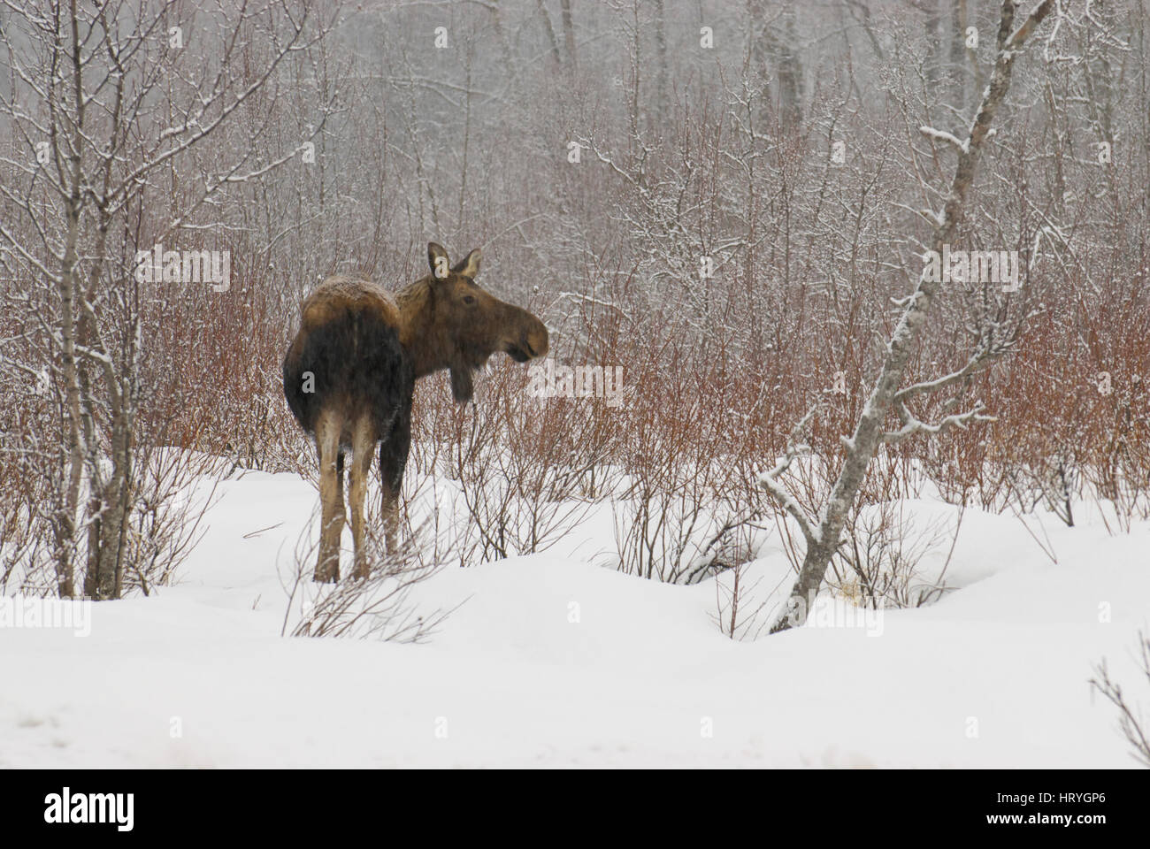 American Moose in deep snow Stock Photo - Alamy
