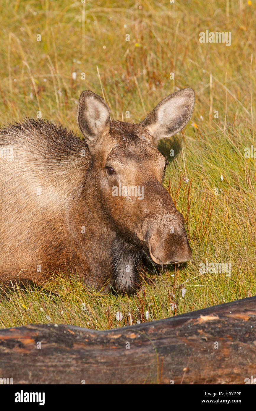 American Moose in green grass Stock Photo - Alamy