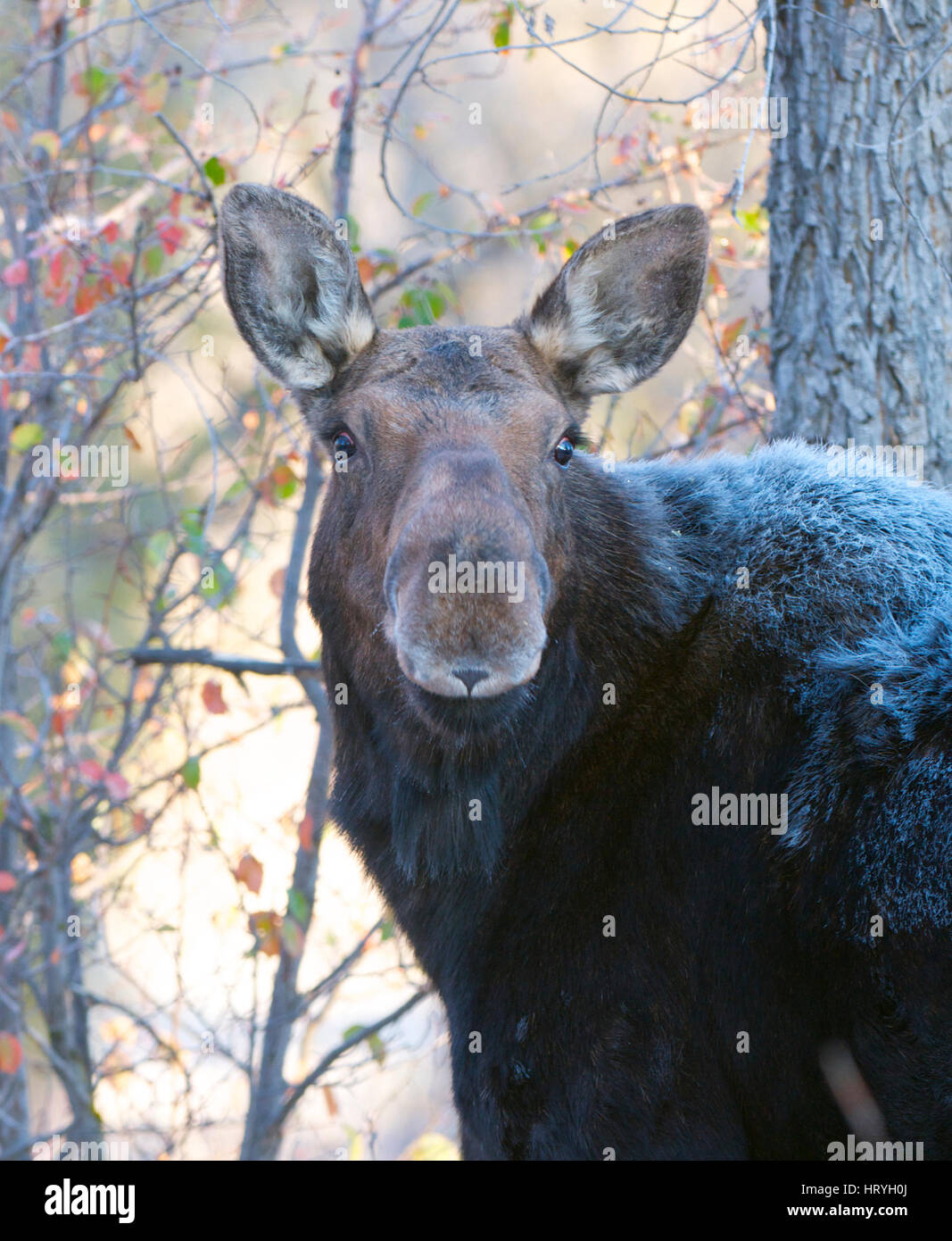 American moose hi-res stock photography and images - Alamy