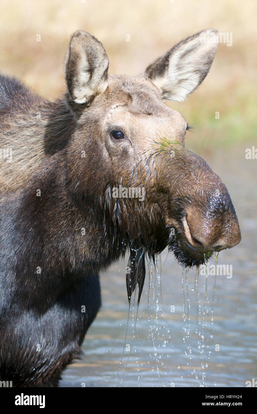 American Moose in lake with water dripping Stock Photo - Alamy