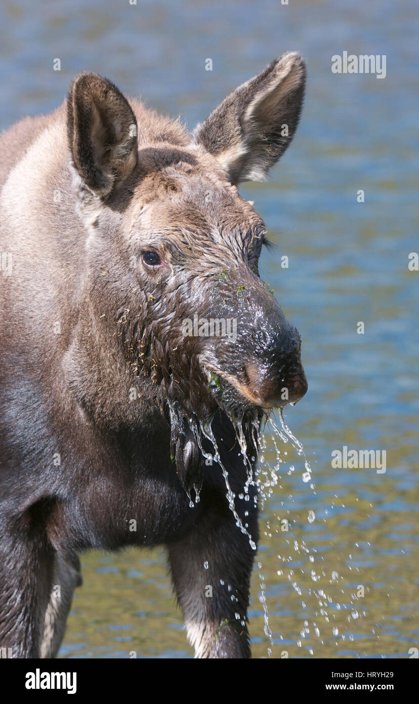 American Moose in lake with water dripping Stock Photo - Alamy