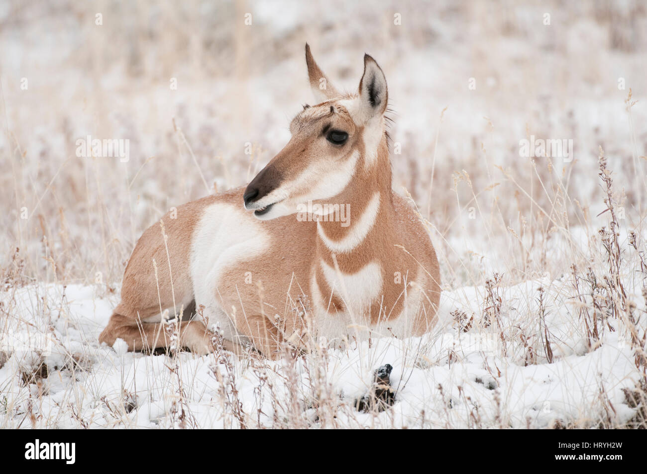 Female pronghorn hi-res stock photography and images - Alamy
