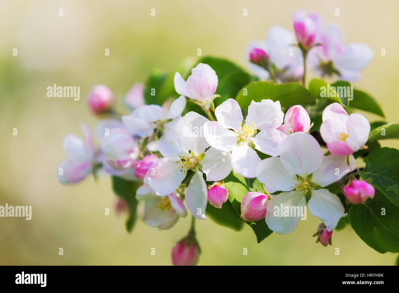 Blooming apple tree Stock Photo - Alamy