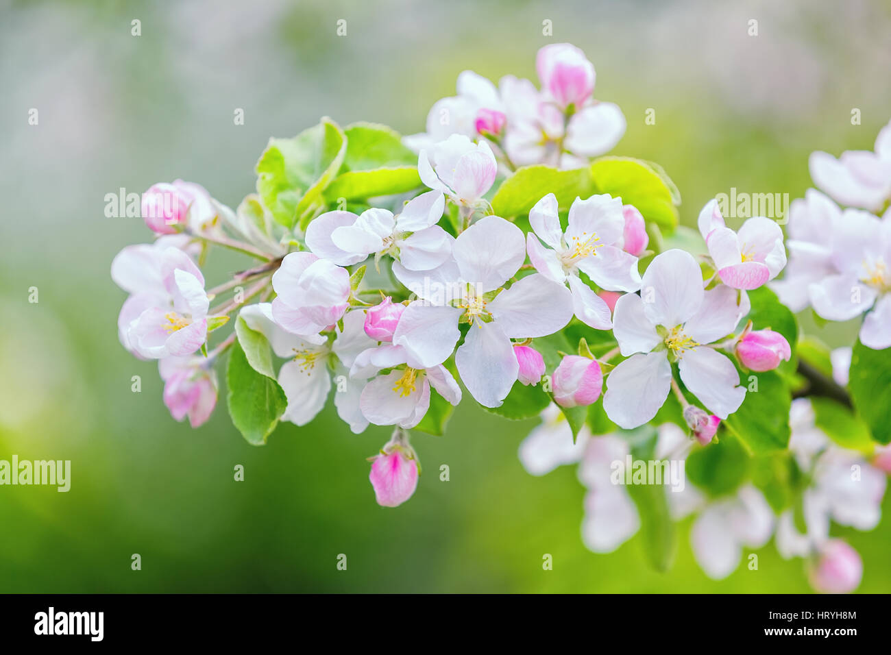 White flowers blooming apple tree hi-res stock photography and images ...