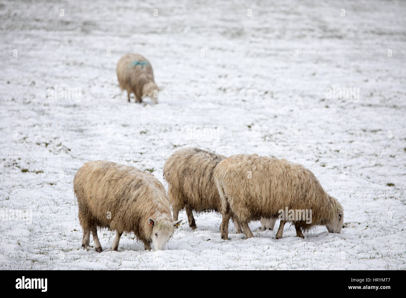 Sheep wales welsh farming woolly uk hi-res stock photography and images ...