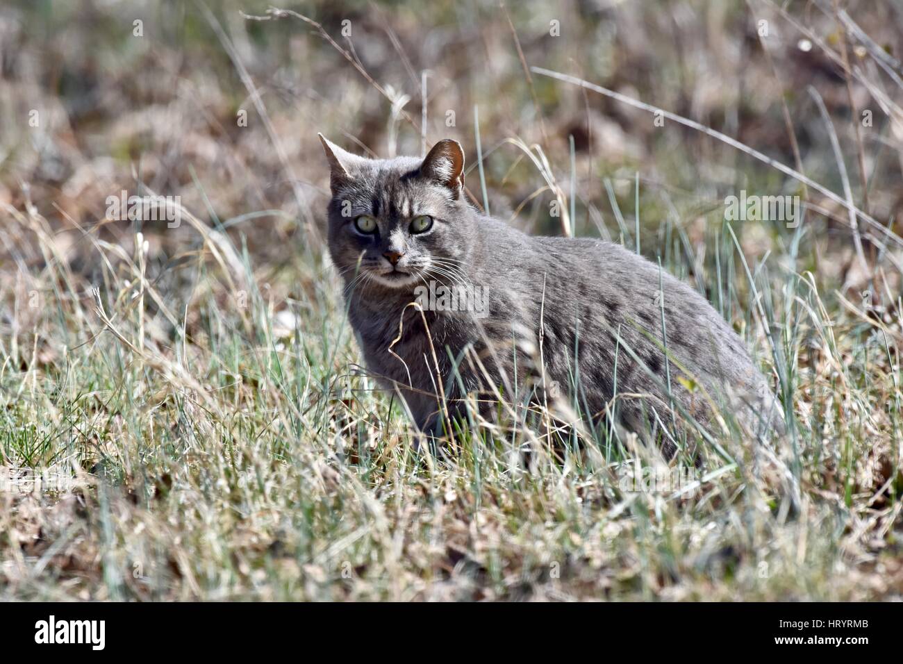 A feral cat (Felis catus) spotted in a field Stock Photo - Alamy
