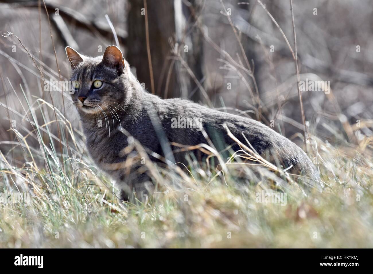 A feral cat (Felis catus) spotted in a field Stock Photo - Alamy
