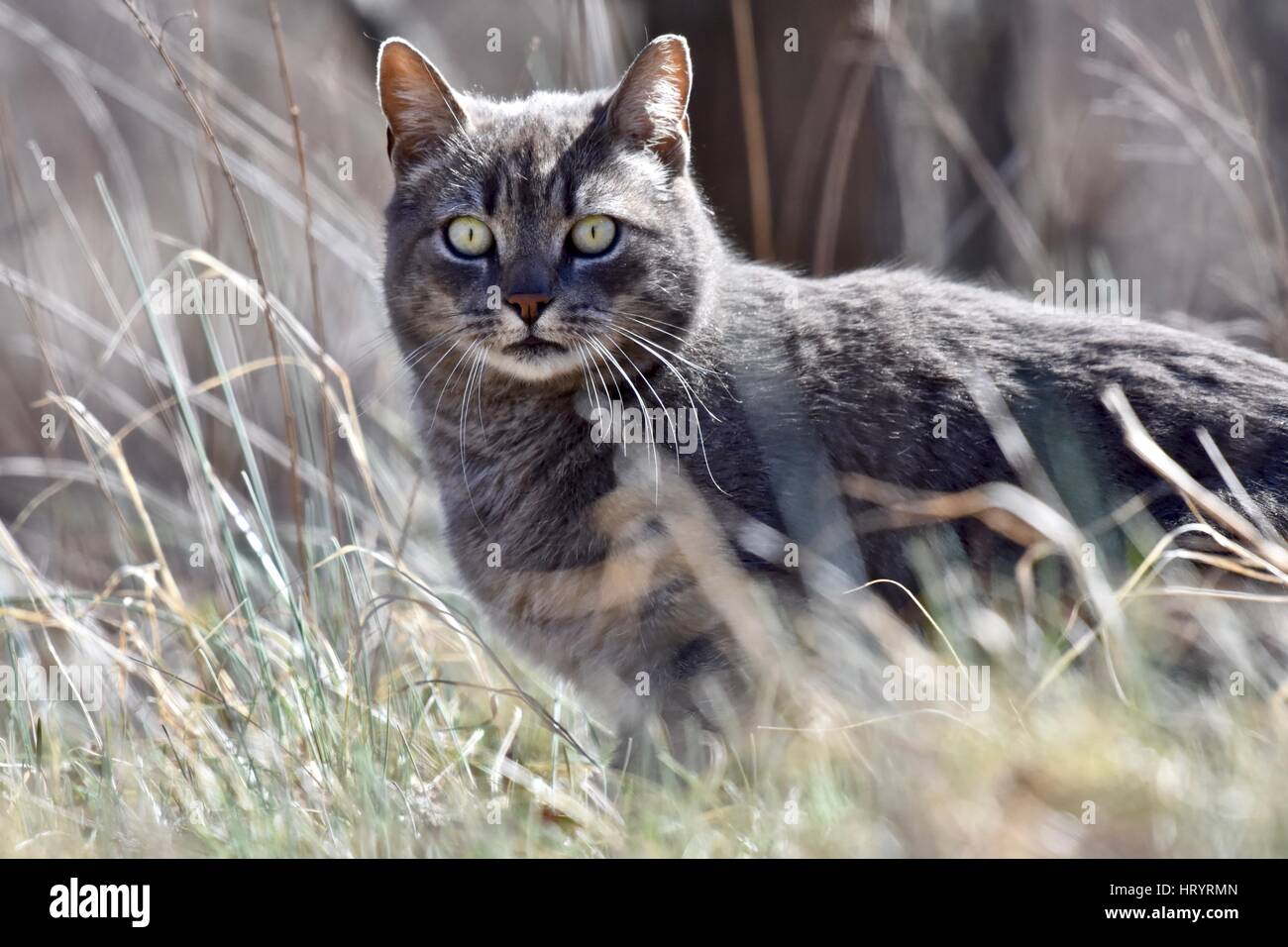 Felis catus or the feral cat hi-res stock photography and images - Alamy